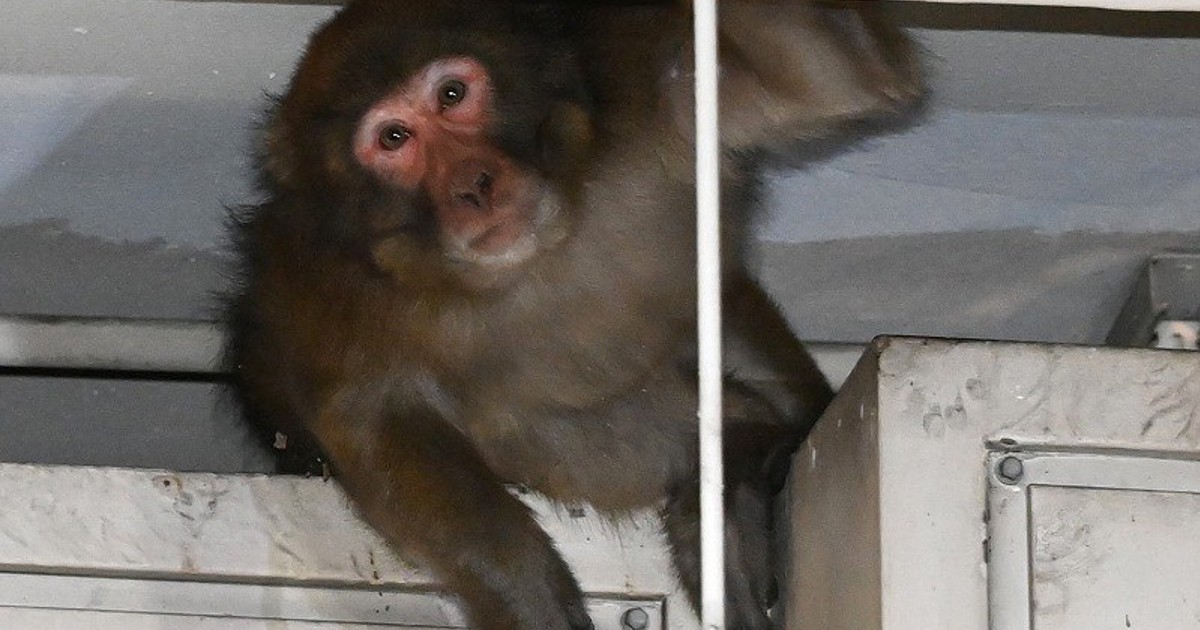 In Photos: Rogue monkey causes commotion in southwest Japan city - The ...
