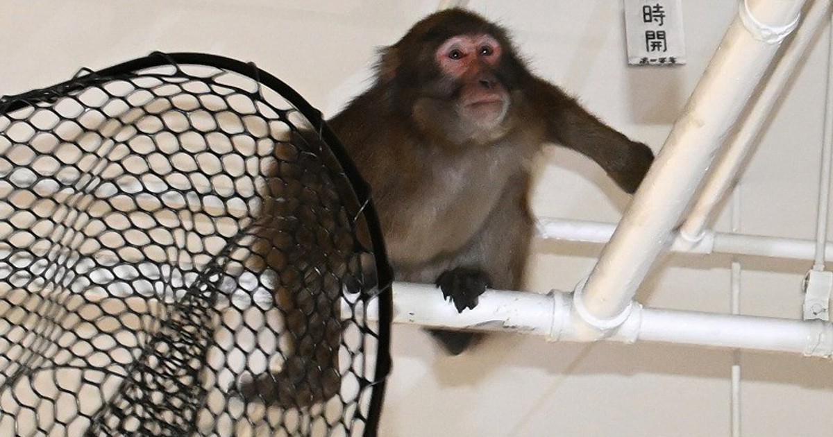 In Photos: Rogue monkey causes commotion in southwest Japan city - The ...