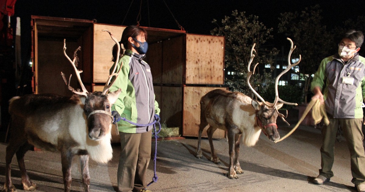 2 reindeer make rare trip to west Japan zoo as Christmas guests - The ...