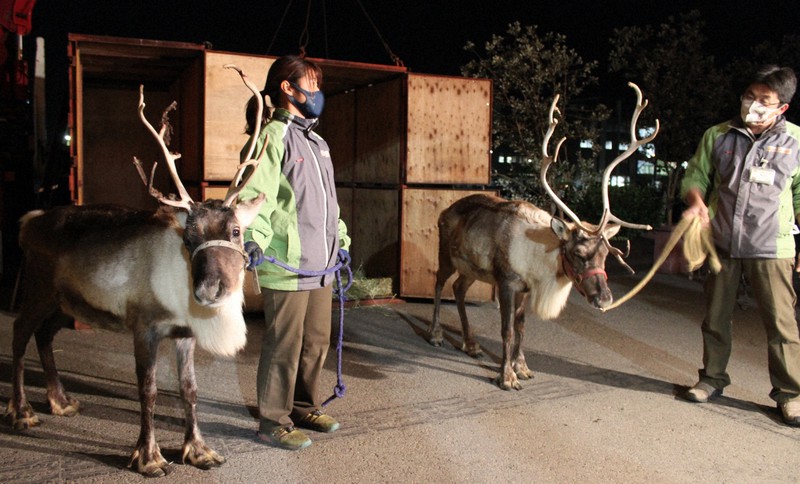 2 reindeer make rare trip to west Japan zoo as Christmas guests - The ...
