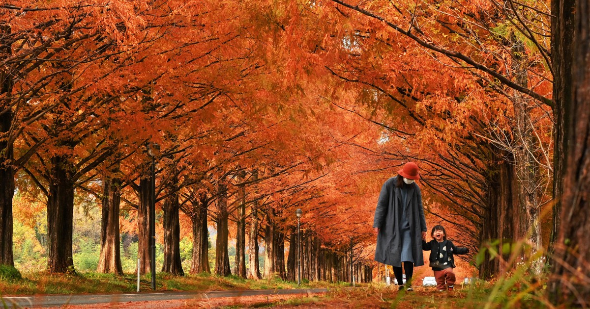 Popular autumn redwood spot in west Japan sees fewer visitors amid ...