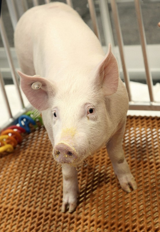 US regulators OK genetically modified pig for food, drugs - The Mainichi