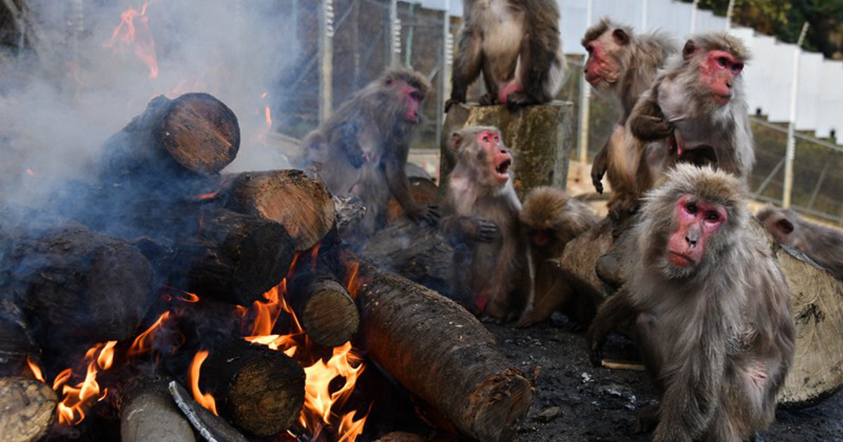 In Photos: Japanese monkeys make the most of cozy campfire - The Mainichi