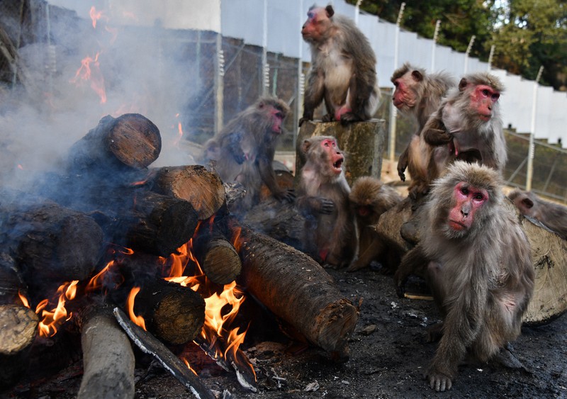 In Photos: Japanese monkeys make the most of cozy campfire - The Mainichi