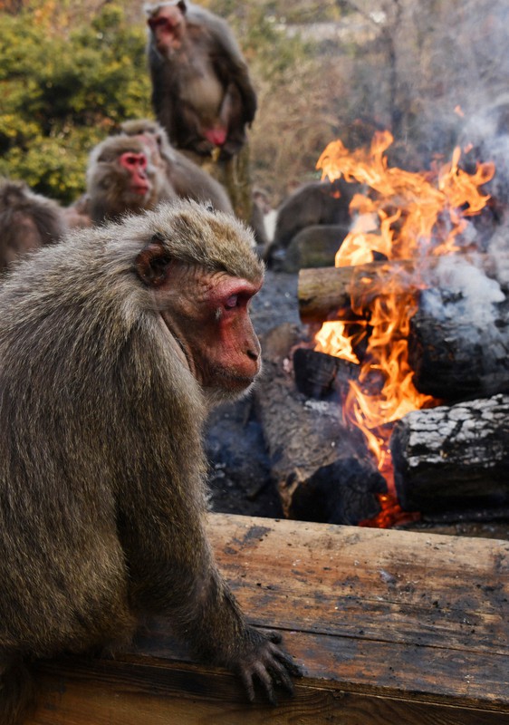 In Photos: Japanese monkeys make the most of cozy campfire - The Mainichi