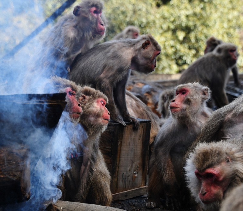 In Photos: Japanese monkeys make the most of cozy campfire - The Mainichi