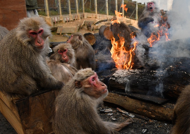 In Photos: Japanese monkeys make the most of cozy campfire - The Mainichi