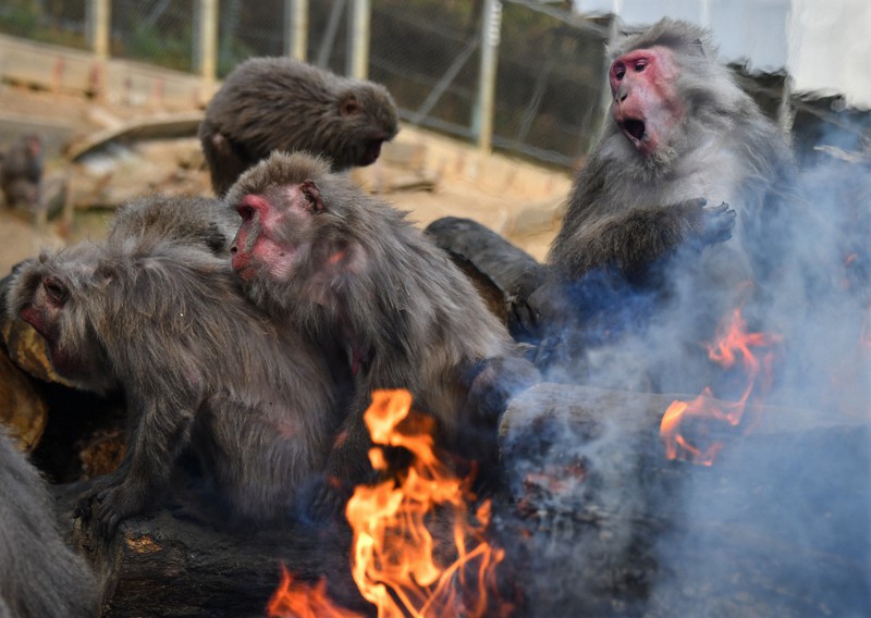 In Photos: Japanese monkeys make the most of cozy campfire - The Mainichi