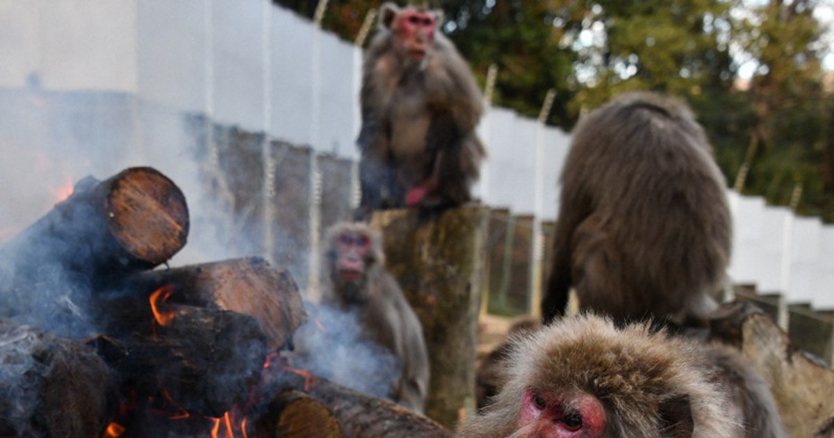 In Photos: Japanese monkeys make the most of cozy campfire - The Mainichi