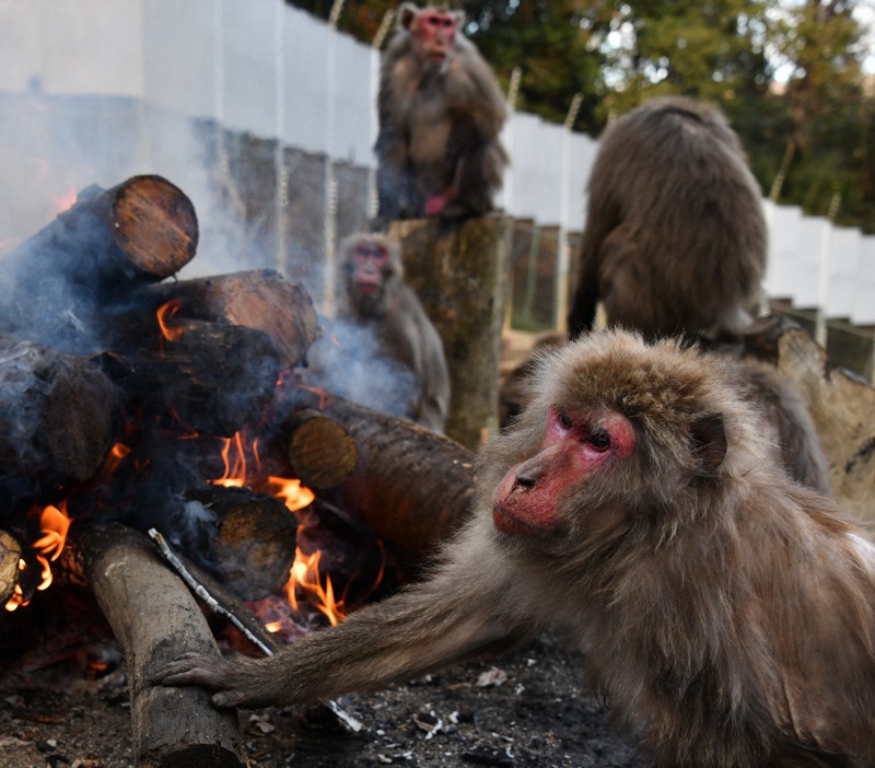 In Photos: Japanese monkeys make the most of cozy campfire - The Mainichi