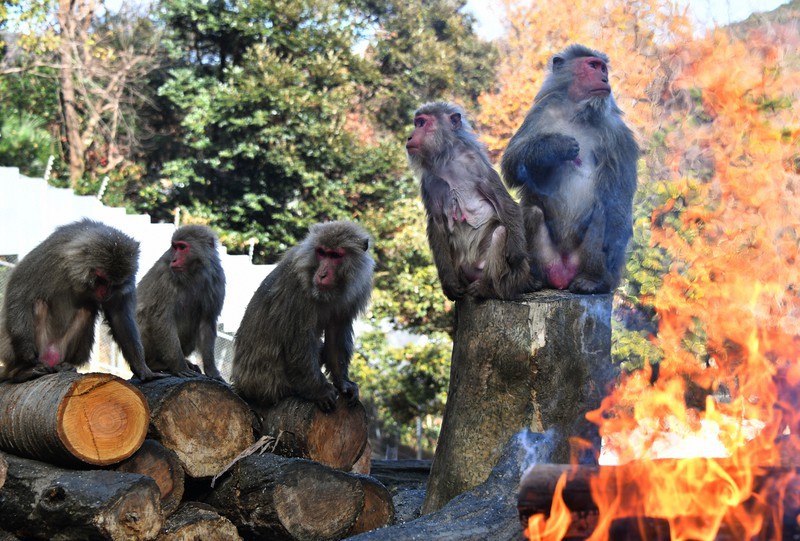 In Photos: Japanese monkeys make the most of cozy campfire - The Mainichi