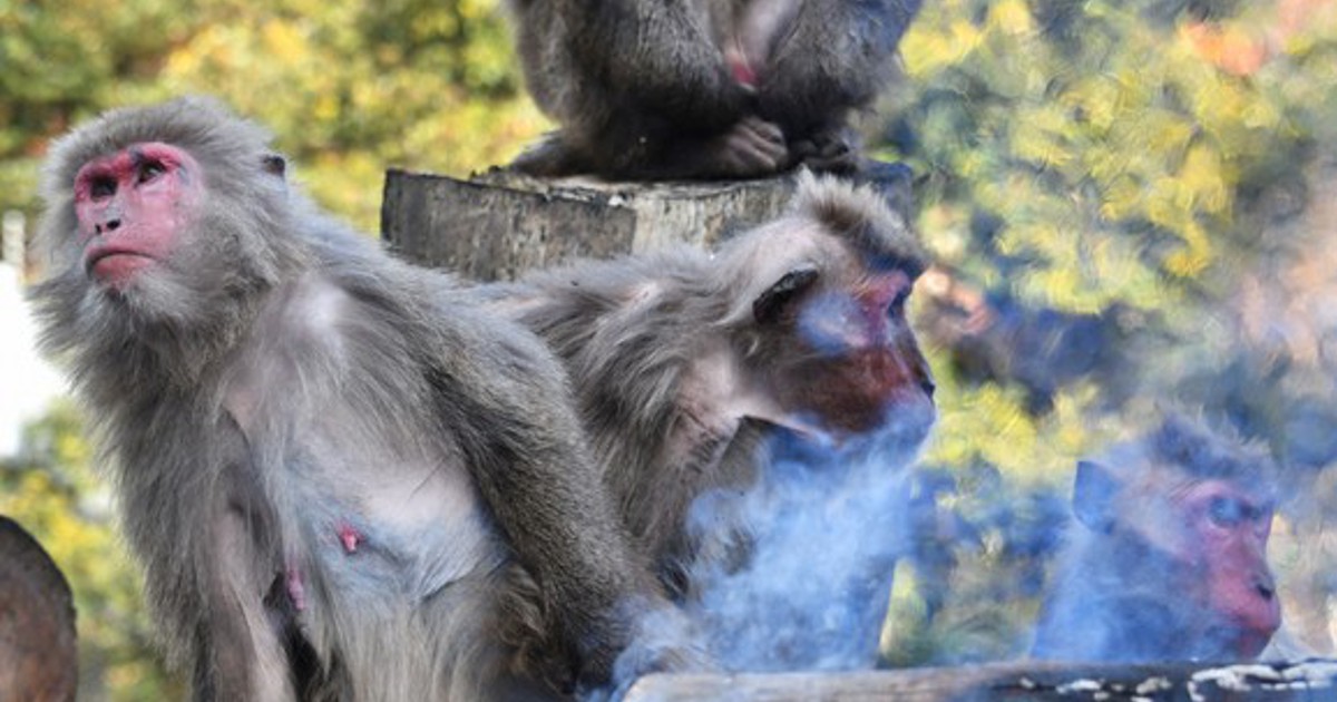 In Photos: Japanese monkeys make the most of cozy campfire - The Mainichi