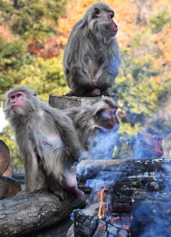 In Photos: Japanese monkeys make the most of cozy campfire - The Mainichi