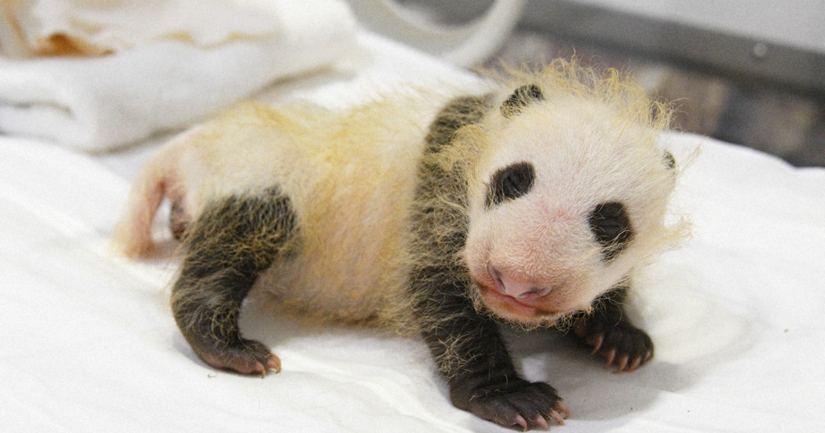 Japan zoo's panda cub judged male at birth turns out to be female - The ...