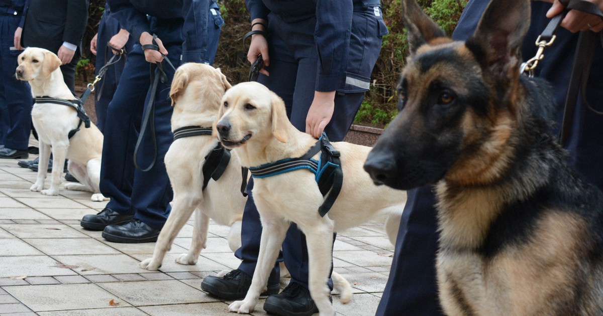 Ceremony held for 7 drug-sniffing dogs at Tokyo Customs after 4-month ...