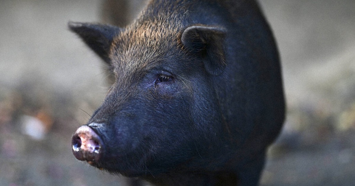 Feral pigs flummox Puerto Rico, infiltrate communities - The Mainichi