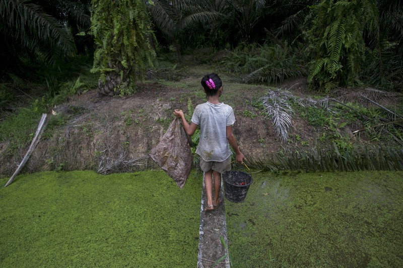 Child labor in Southeast Asia's palm oil industry tied to Girl Scout ...
