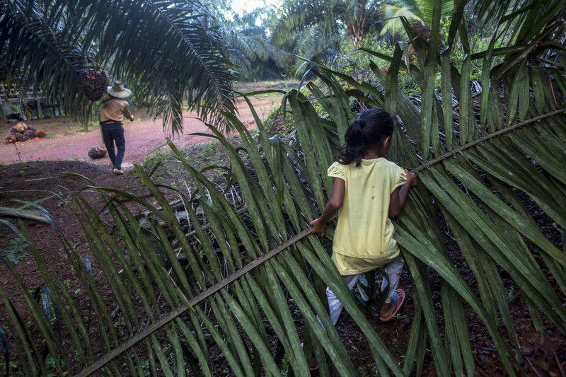 Child labor in Southeast Asia's palm oil industry tied to Girl Scout ...