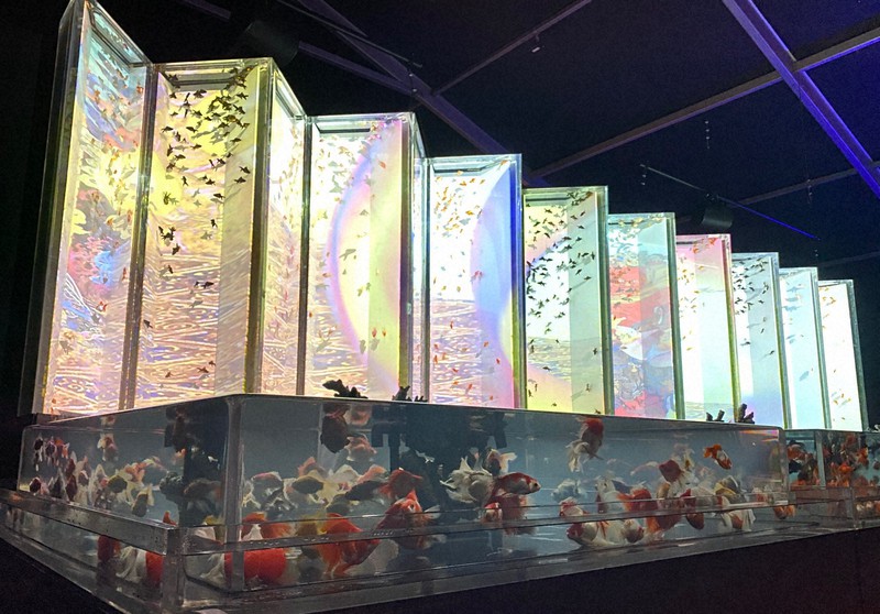 10,000 goldfish on display at first Art Aquarium Museum on Japan island ...