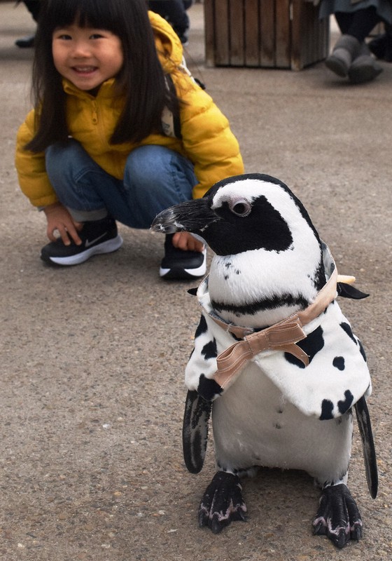 Parading penguins in cow pattern costumes a hit at west Japan aviary ...