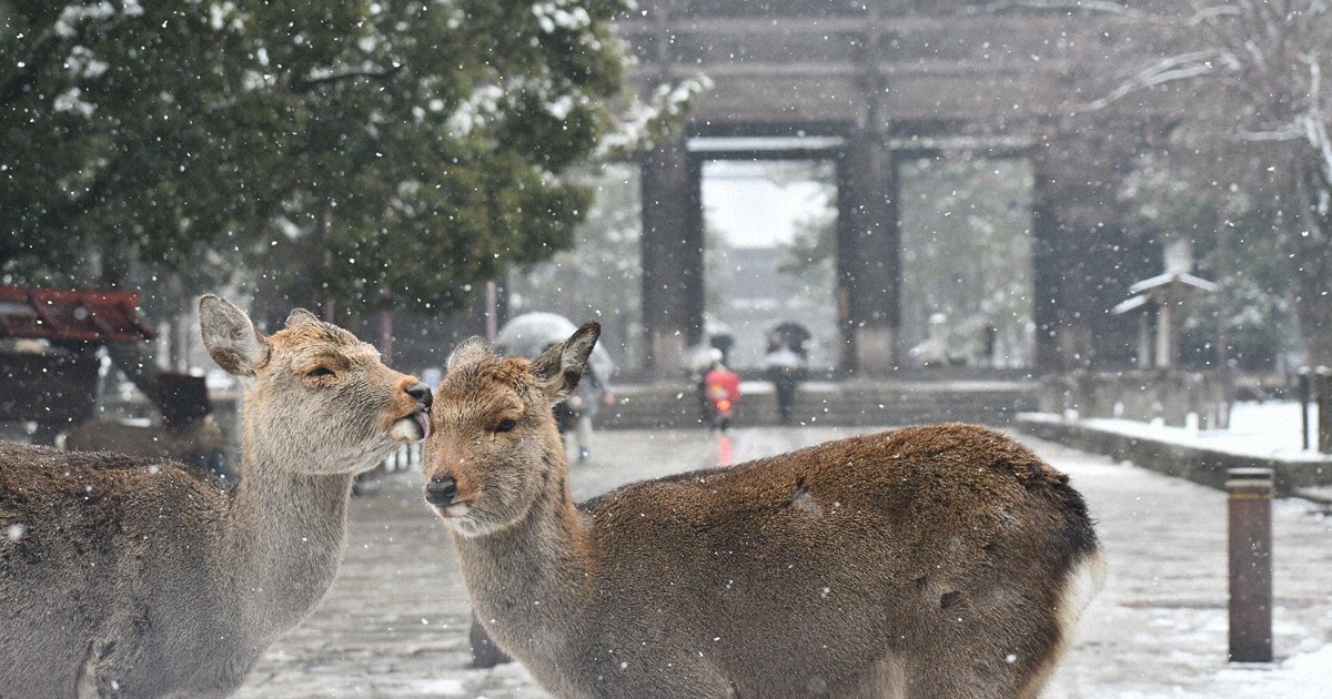 Snow falls on Nara's famous deer, 5-story pagoda in ancient Japanese ...
