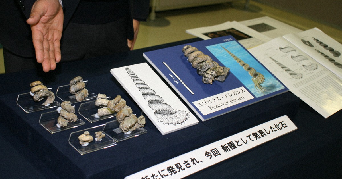 'Elegant' ammonite fossil discovered in Hokkaido town identified as new ...