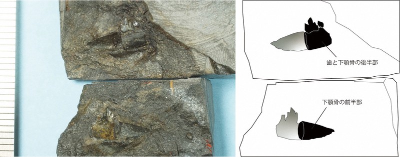 Ancient jaw fossil unearthed in Japan could be from new species - The ...