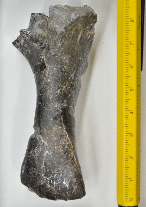 Japanese 'pterosaur' fossil actually from Chinese softshell turtle ...