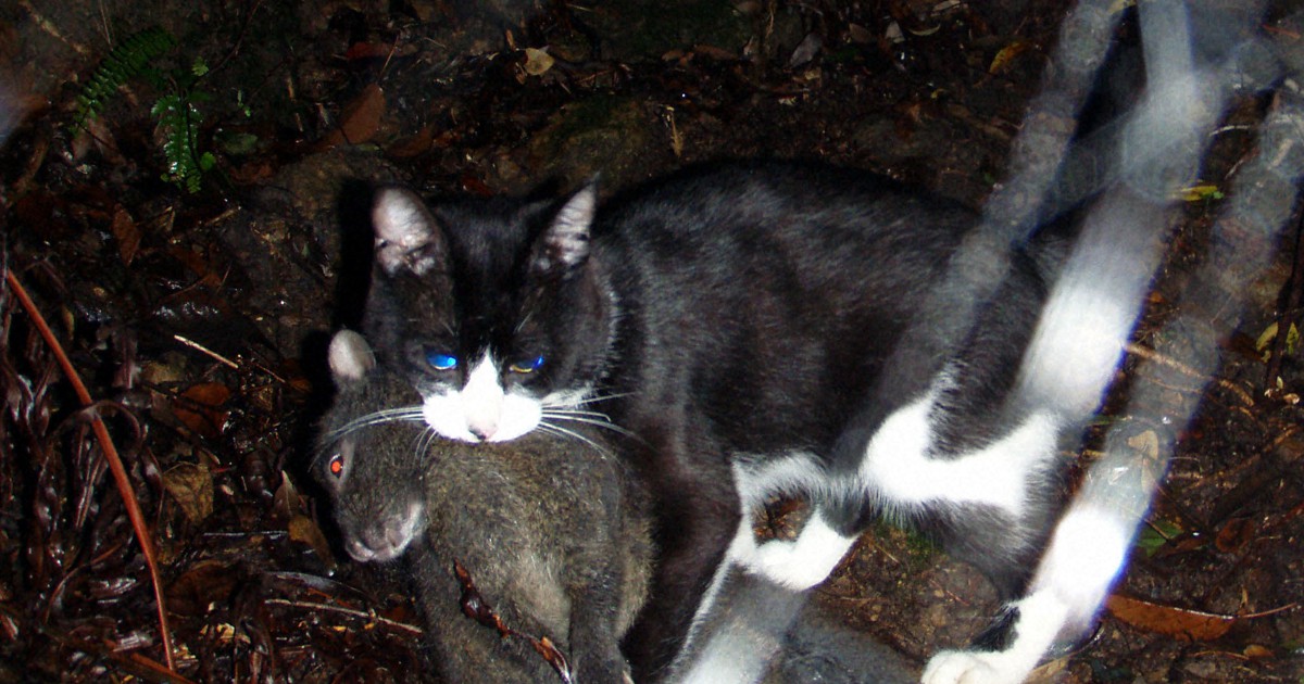 Feral cats to be targeted for capture across Japan's Amami-Oshima ...