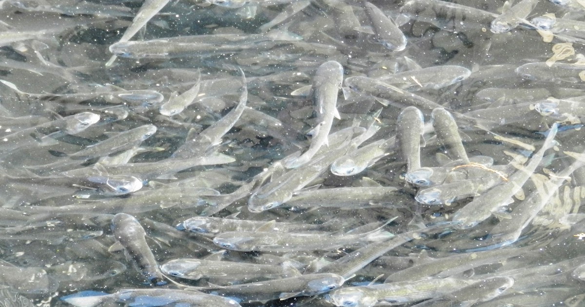 Huge, expanding school of mullet fish occupies central Japan river ...