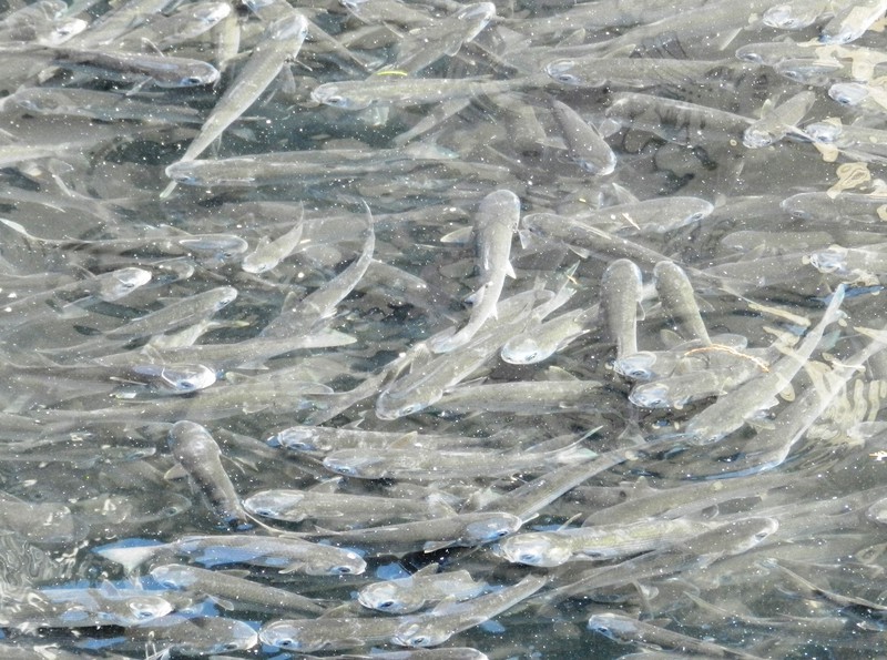 Huge, expanding school of mullet fish occupies central Japan river ...