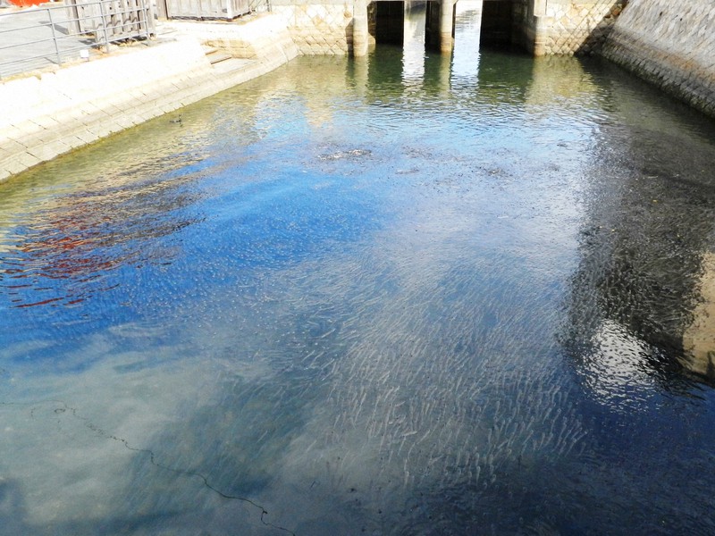 Huge, expanding school of mullet fish occupies central Japan river ...