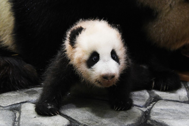 Voting to pick baby panda's name at western Japan zoo set to start ...