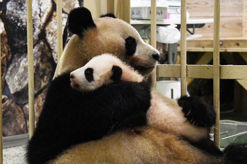 Voting to pick baby panda's name at western Japan zoo set to start ...