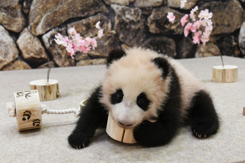 Female baby panda at western Japan zoo receives handmade toys for girls ...