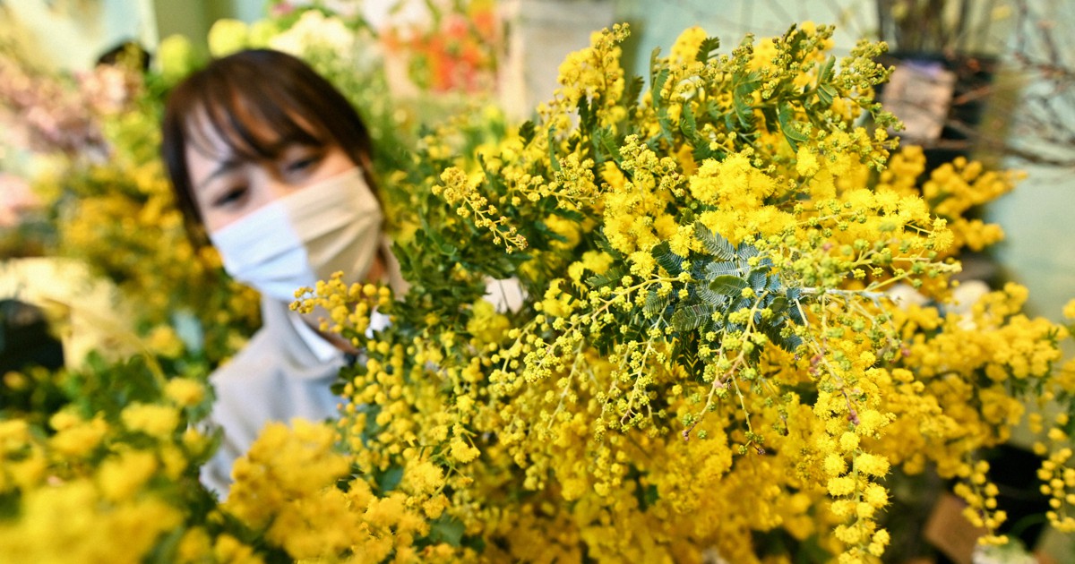 Giving mimosa flowers for International Women's Day gradually growing ...