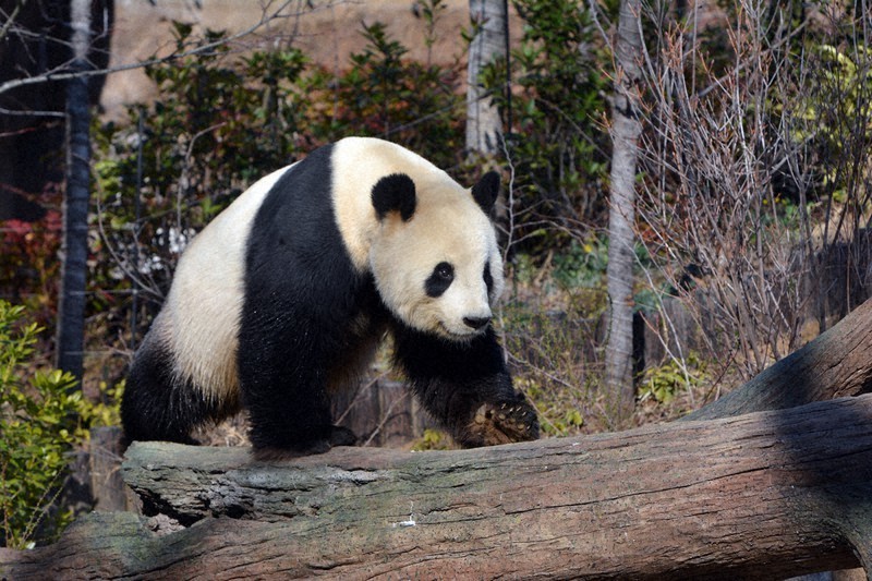 2 pandas at Tokyo's Ueno zoo show signs they're ready to mate as hopes ...