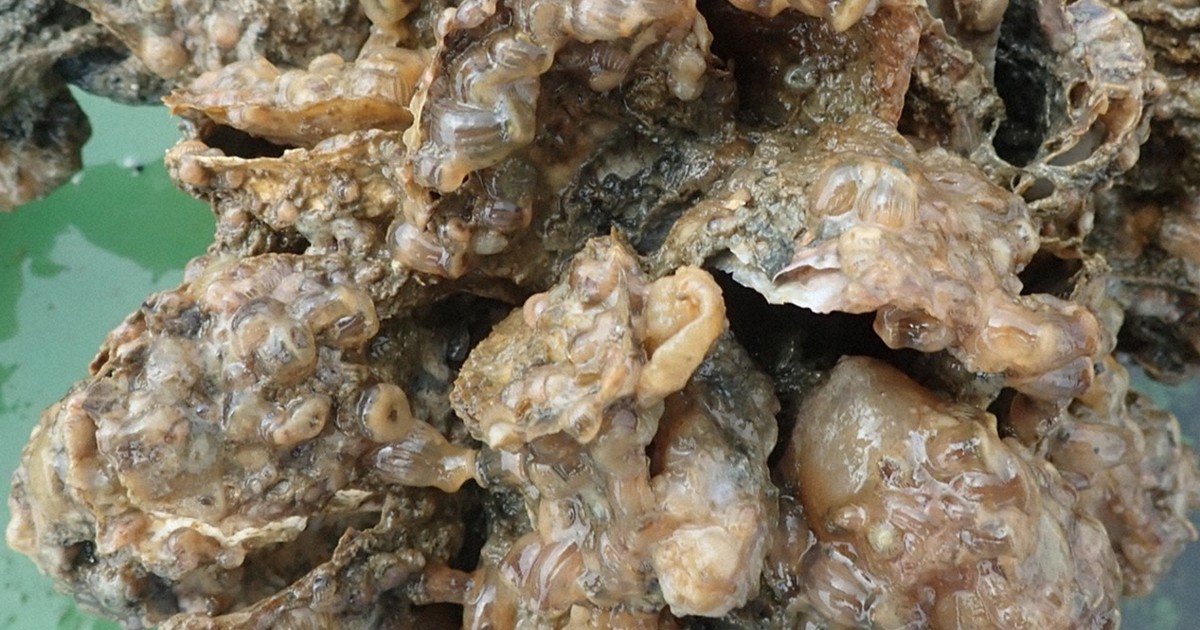Oyster production doubles with sea anemones on shells: Japanese ...