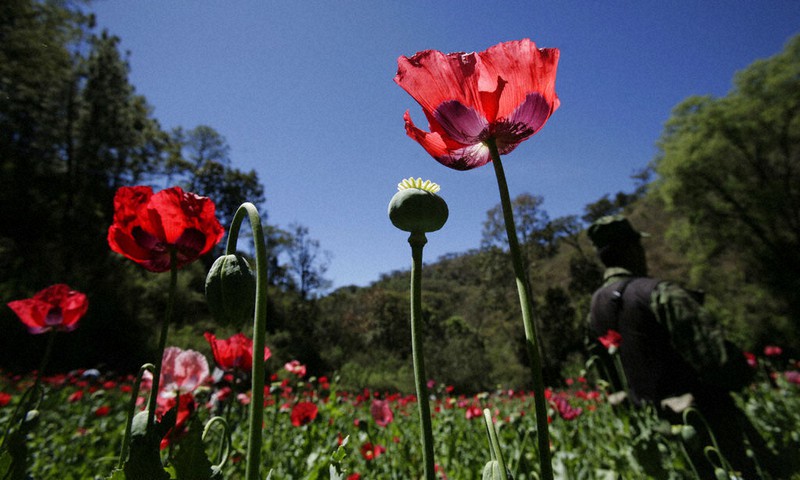 Mexican president says poppy growing being studied - The Mainichi