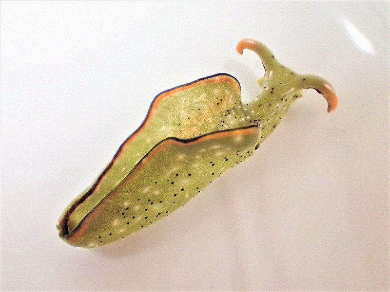 Self-decapitating sea slugs can regenerate whole body from head: Japan ...