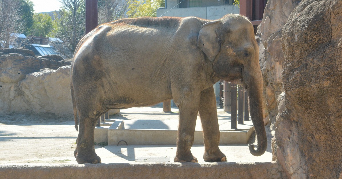 Daya the Asian elephant dies at Tokyo's Ueno zoo - The Mainichi