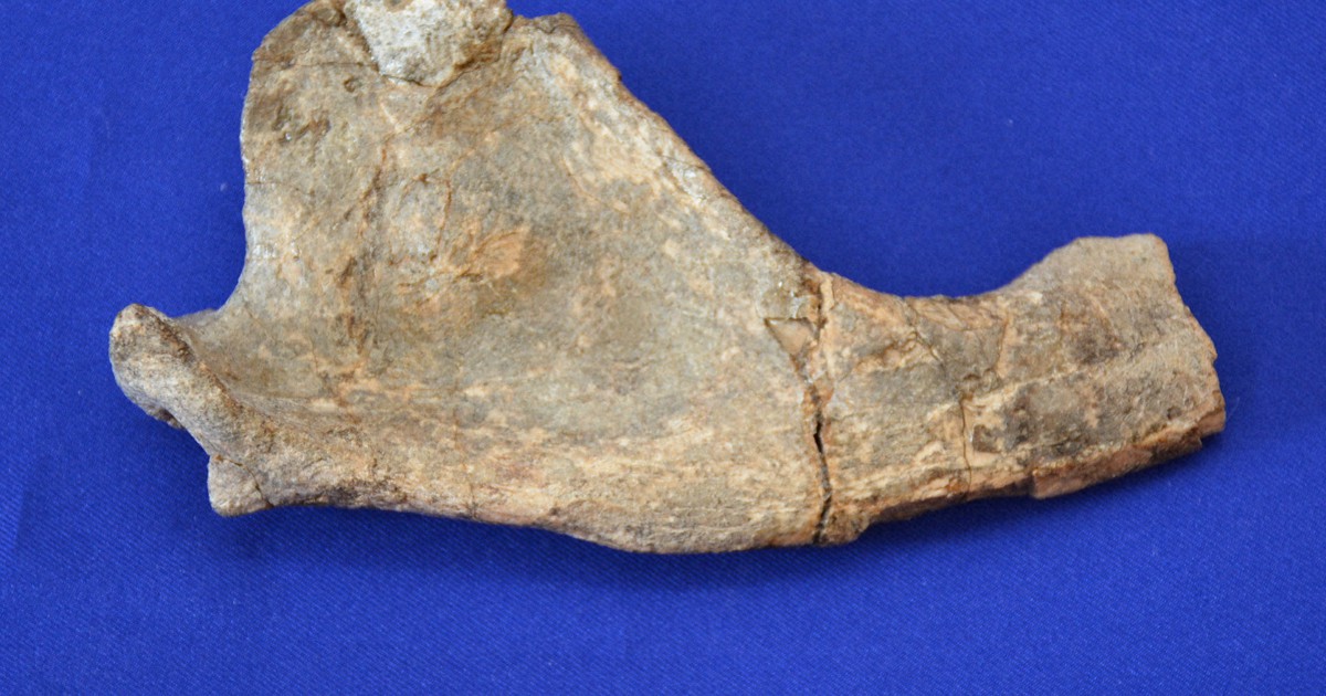 Fossilized jaw of walrus' ancestor Neotherium found for 1st time in ...