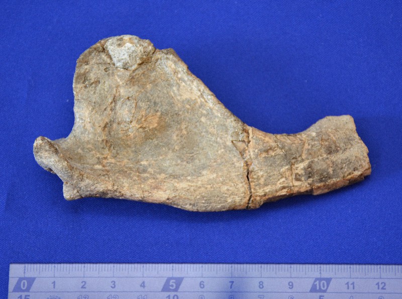 Fossilized jaw of walrus' ancestor Neotherium found for 1st time in ...