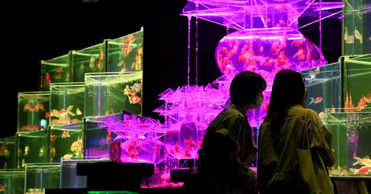 In Photos: Lustrously-lit goldfish at artistic aquarium exhibit in ...