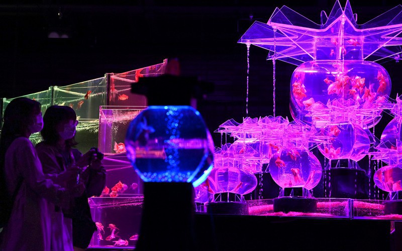 In Photos: Lustrously-lit goldfish at artistic aquarium exhibit in ...