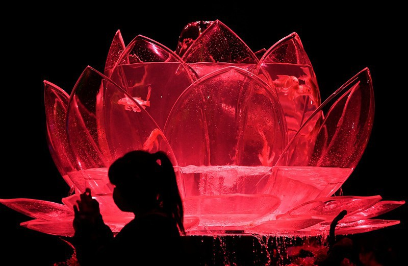 In Photos: Lustrously-lit goldfish at artistic aquarium exhibit in ...