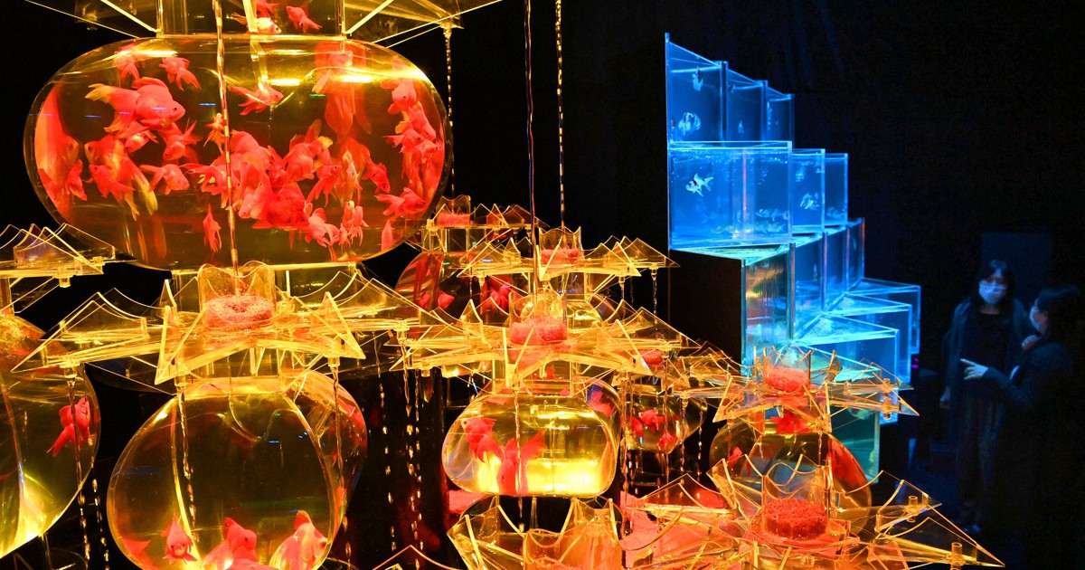 Captivating display of 8,000 goldfish in lights begins at Art Aquarium ...