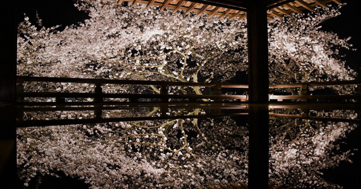 In Photos: Cherry blossom illumination creates fantastical nightscape ...