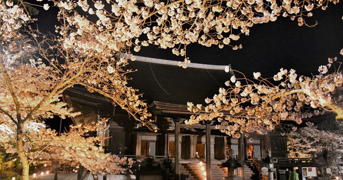 In Photos: Cherry blossom illumination creates fantastical nightscape ...