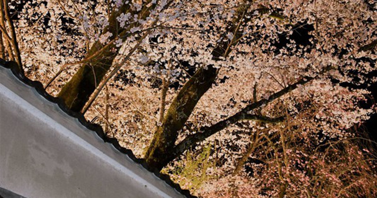 In Photos: Cherry blossom illumination creates fantastical nightscape ...